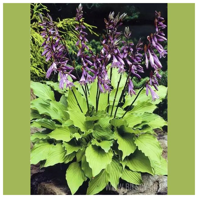 Hosta Elisabeth