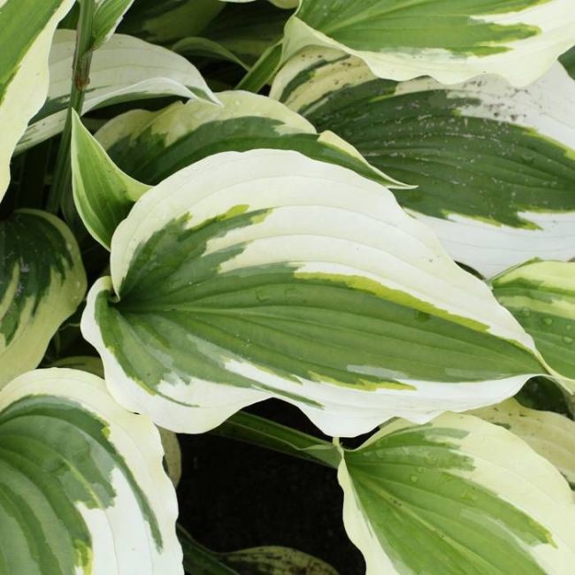 Hosta Silk Road