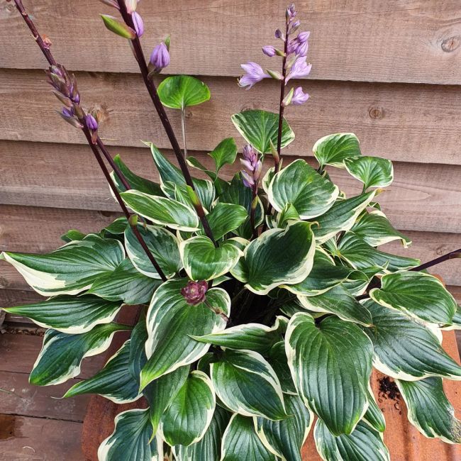 Hosta Sorbet