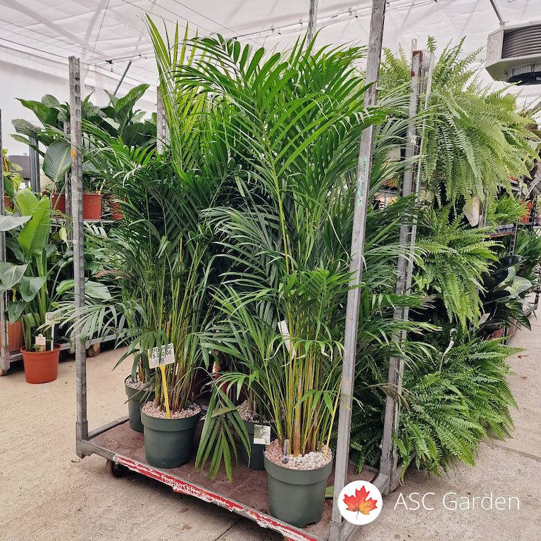 Dypsis lutescens- Areka palma hydro 140 m