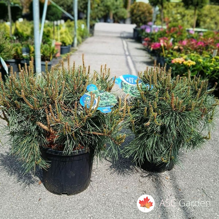 Pinus sylvestris ‘Repens’ 70 cm