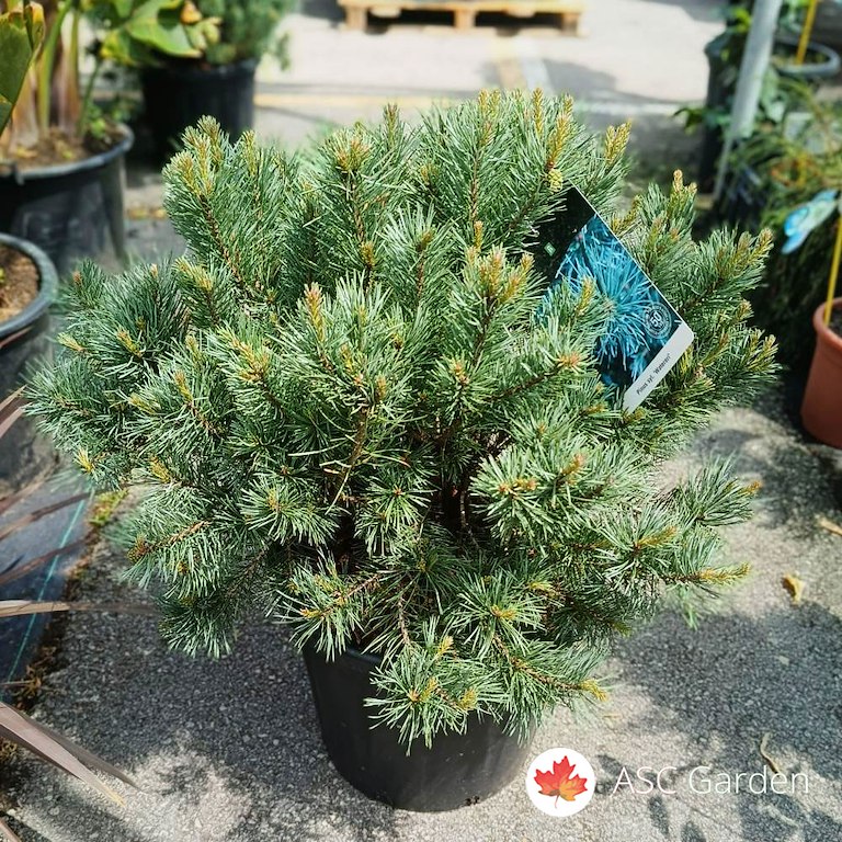 Pinus sylvestris Watereri 95 cm