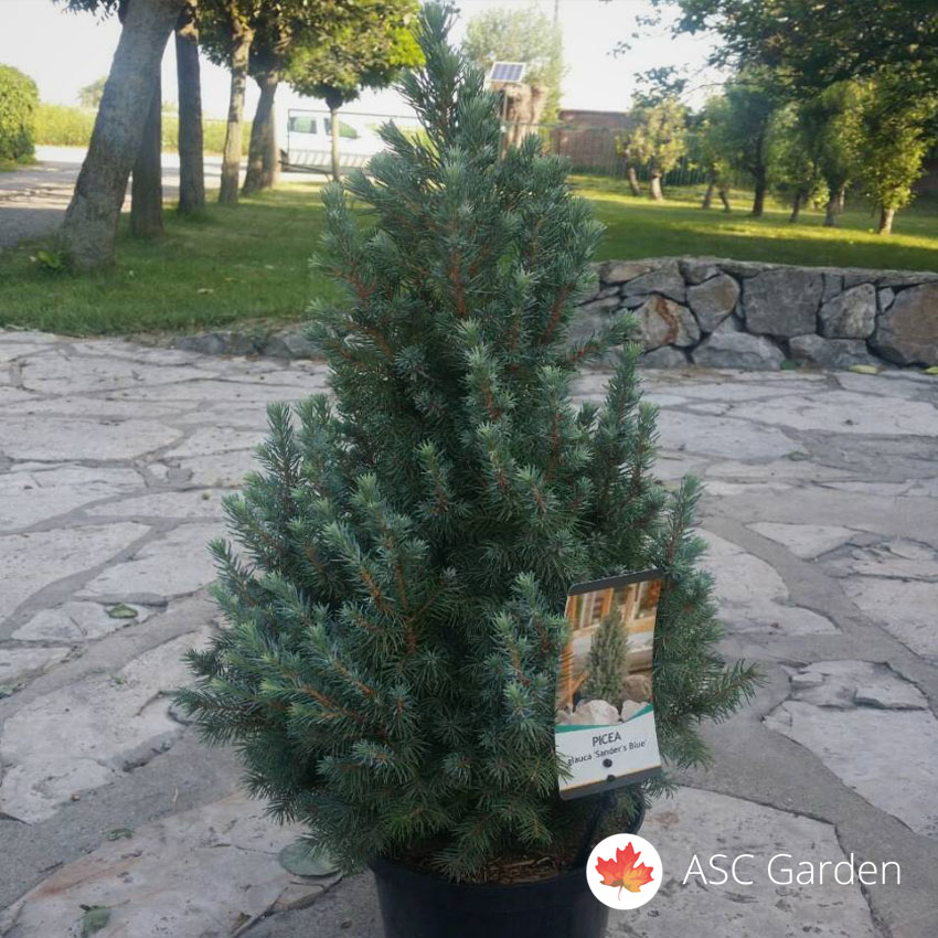 Picea glauca Sander’s Blue 40 cm