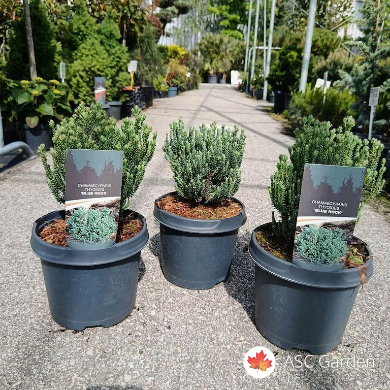 Chamaecyparis thyoides ‘Blue Rock’ 30 cm