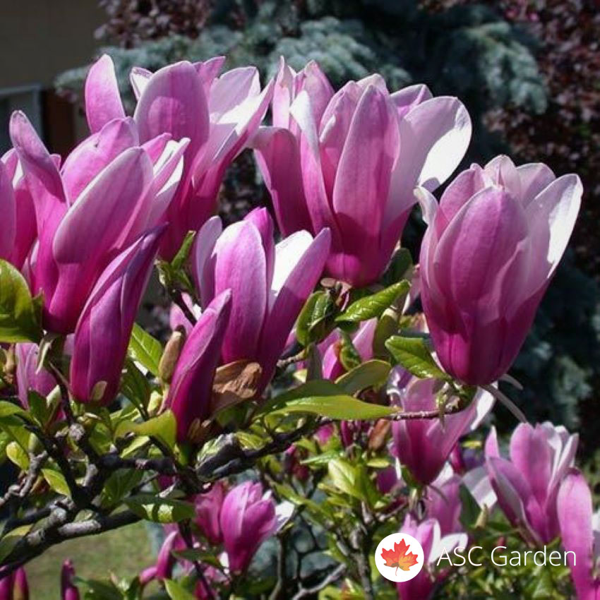 Magnolia hybrid Susan 50 cm