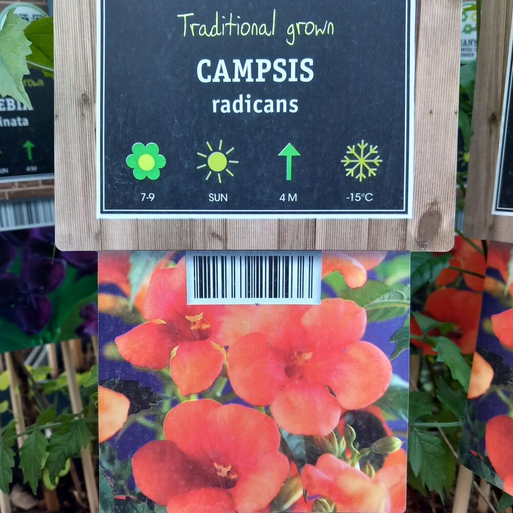 Campsis radicans Flamenco 75 cm – Tekoma