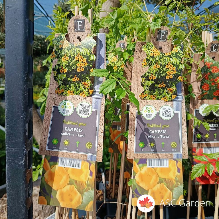 Campsis radicans Flava 75 cm – Tekoma