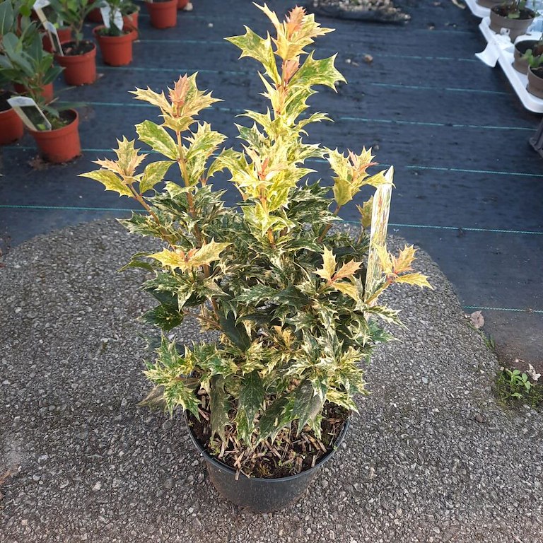 Osmanthus heterophyllus Goshiki 55 cm