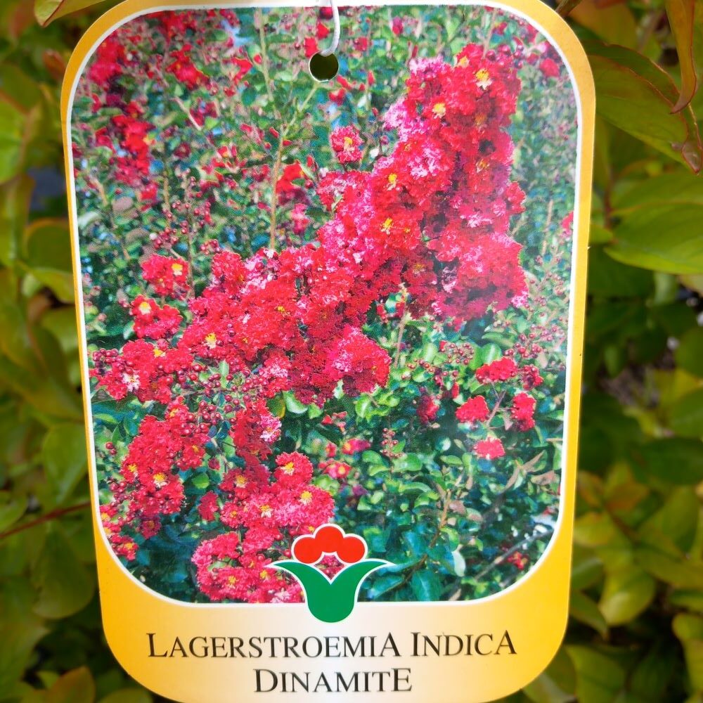 Lagerstroemia indica – Indijski jorgovan 3 m