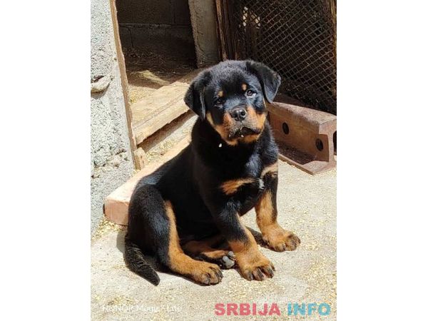 Rotvajler, prvobirano muško štene