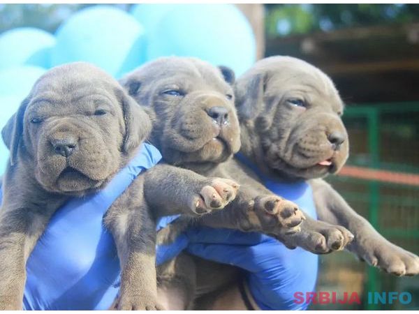Cane Corso štenci