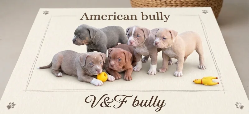 American bully pocket lilac štenci