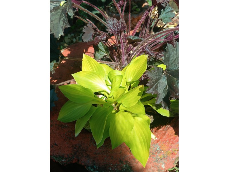 Hosta "Lemon" zuta