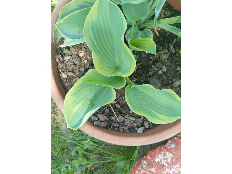 Hosta"Pizzazz" sadnica