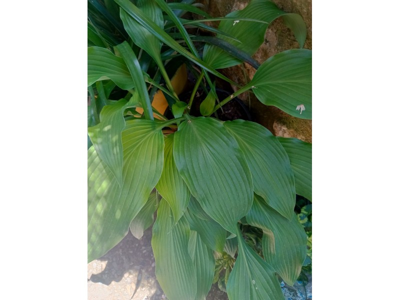 Hosta Blue mouse ears- plava