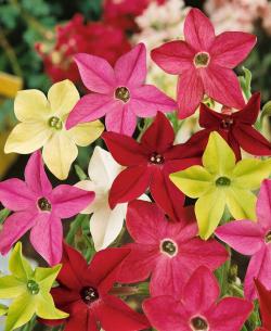 UKRASNI DUVAN (NICOTIANA AFFINIS) - 80 SEMENA
