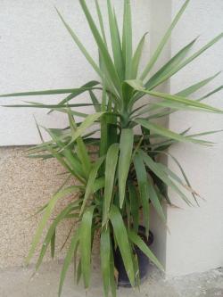 Drvo zivota, Yucca Elephantipes