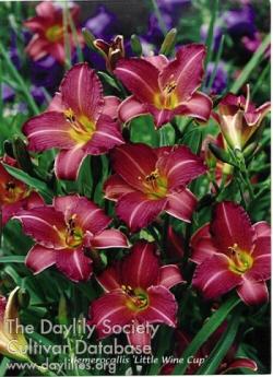 Hemerocallis Little Wine cup P556