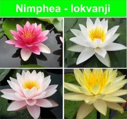 75205-Lokvanj mix - 1 rizom