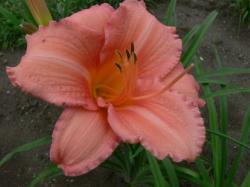 P525-Hemerocallis Elaine Strutt-1 sadnica