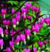 P08431 - Dicentra spectabilis (Bleeding heart) pink