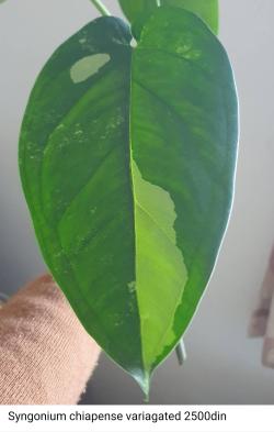 Syngonium chiapense variagated