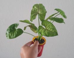Syngonium macha sprinkle