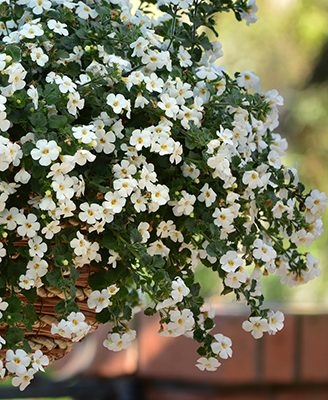 Bacopa white