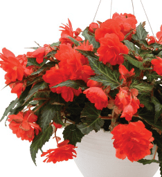 Begonia dupla crvena - Begonia hybridis I'CONIA Miss Miami