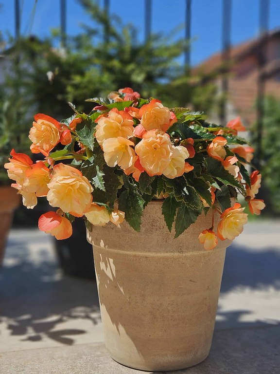 Begonia dupla kajsija - Begonia hybridis I'CONIA Aroma Peach