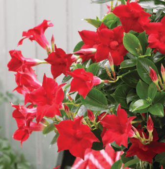 Dipladenija crvena - Mandevilla sanderi 'Classic Red'