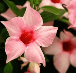 Dipladenija Roze - Mandevilla sanderi 'Cream Pink'