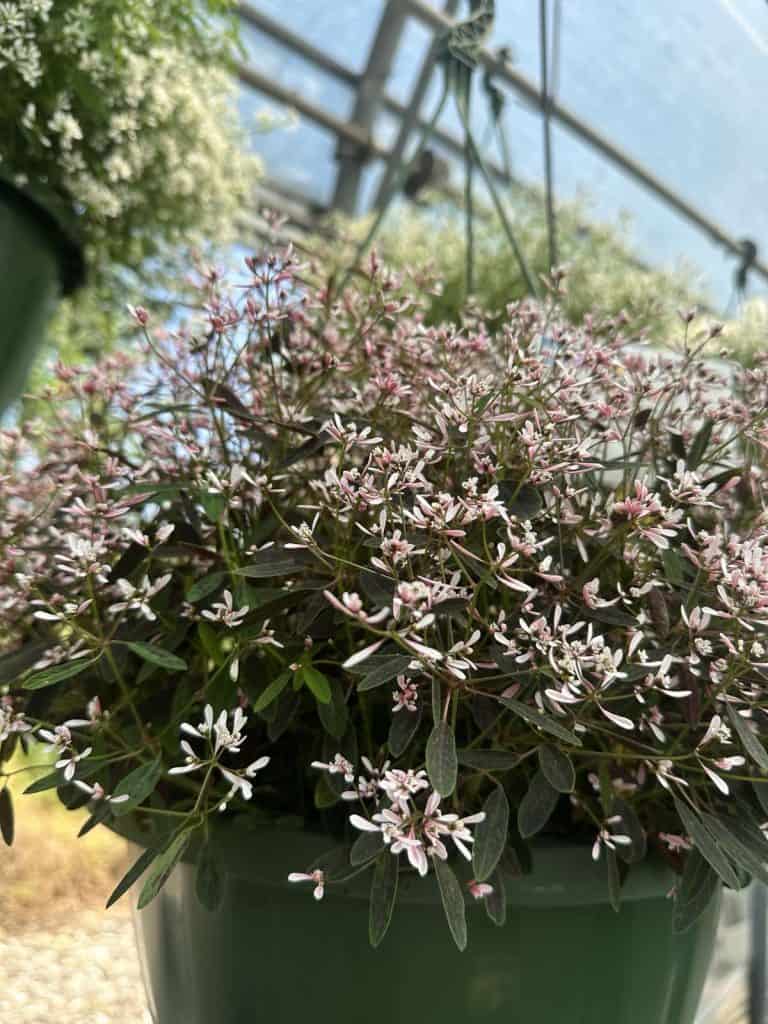 Euphorbia hybrid