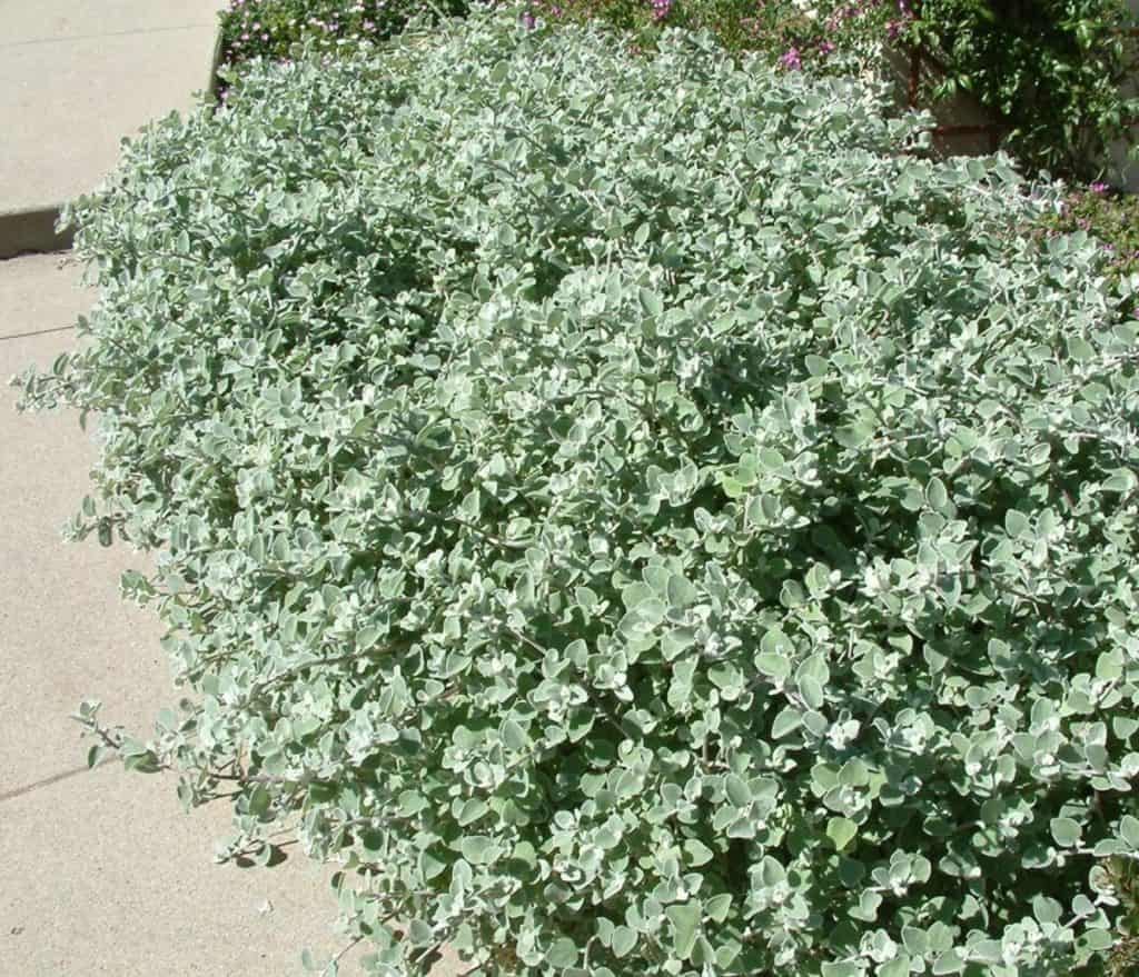 Helichrysum petiolare - Srebrni sladić