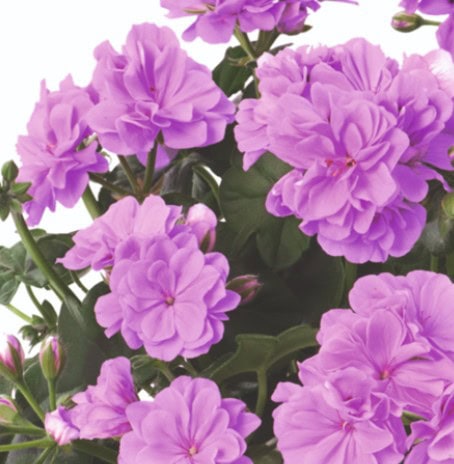 Muškatla lila padajuća - Pelargonium peltatum 'Teske'