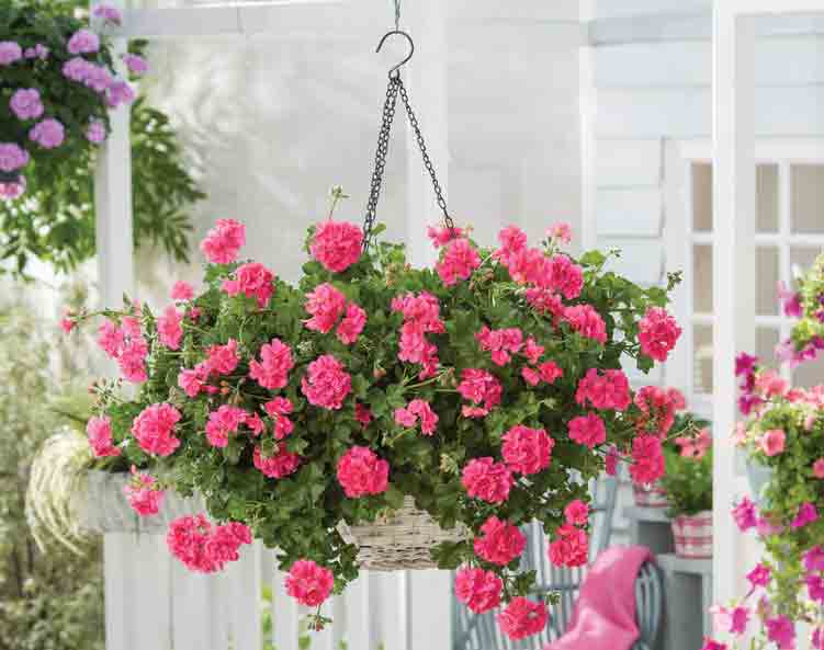 Muškatla roze padajuća - Pelargonium peltatum 'Linda'