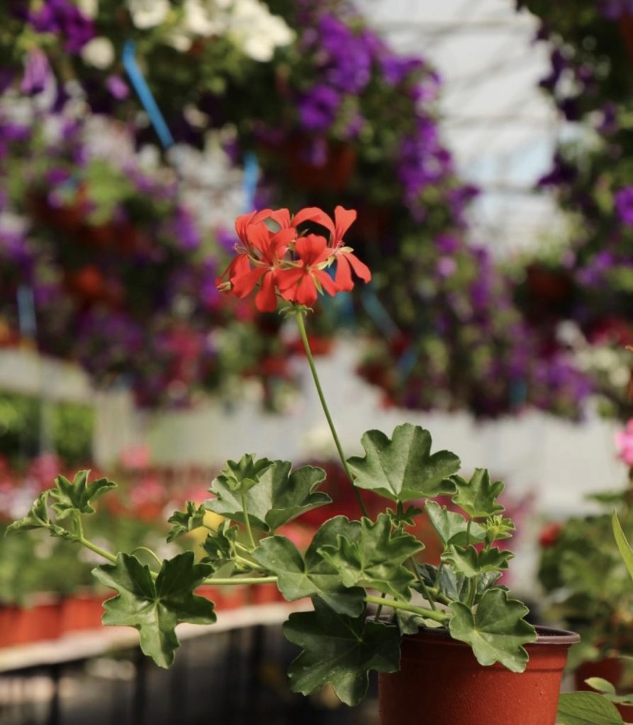 Muškatla slovenačka crvena - Pelargonium peltatum 'Red'