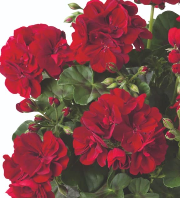 Muškatla tamno crvena padajuća – Pelargonium peltatum ‘Ruben’
