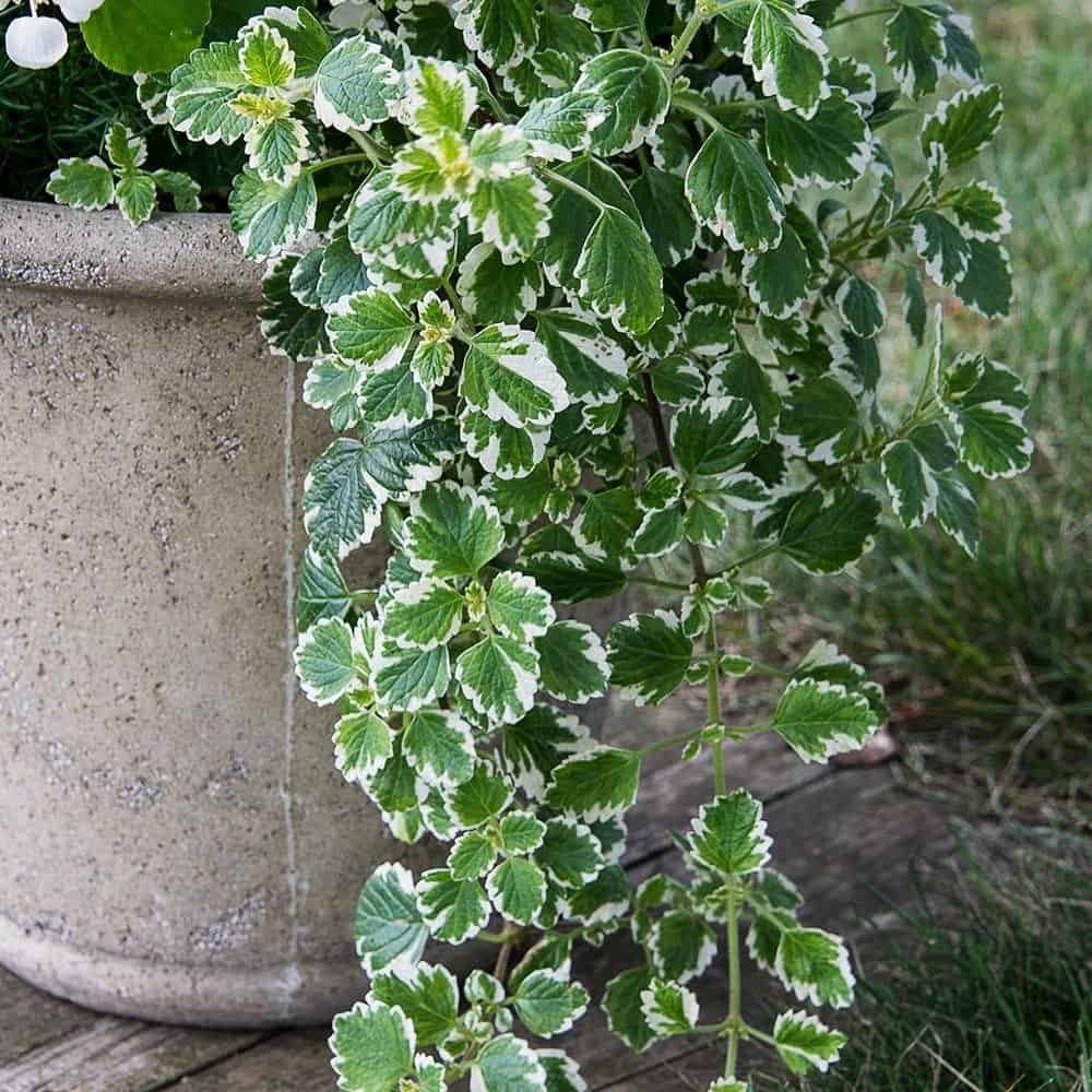 Plectranthus coleoides 'Variegata'/ Tamnjanika