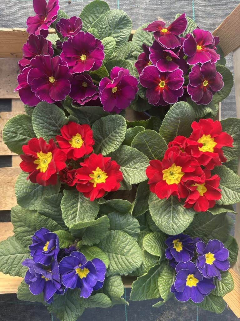 Primula - Jagorčevina