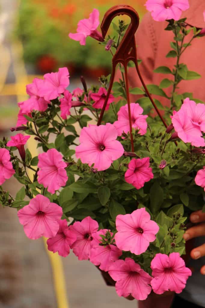 Supertunia Vista Bubblegum