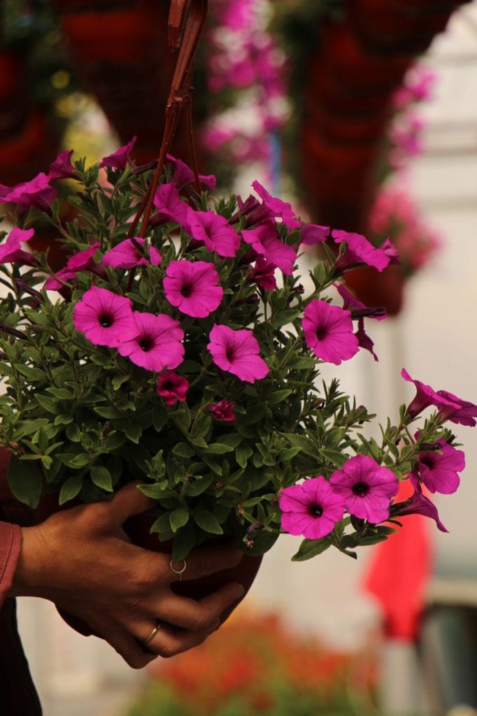 Supertunia Vista Jazzberry