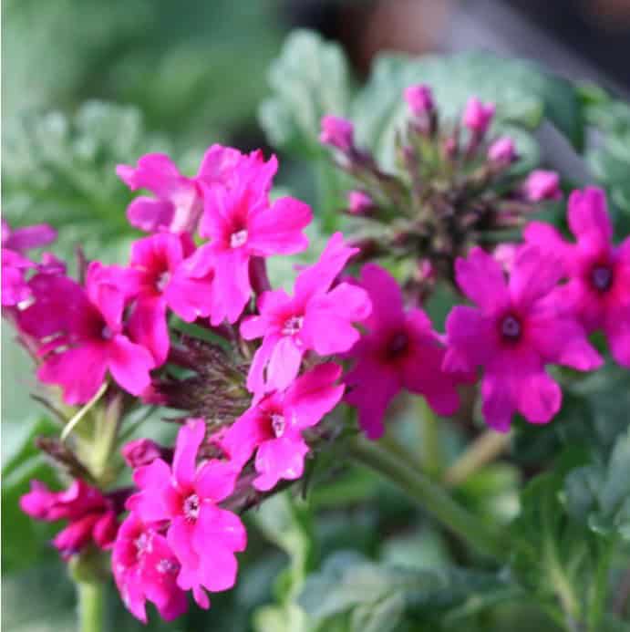 Verbena officinalis - Roze verbena
