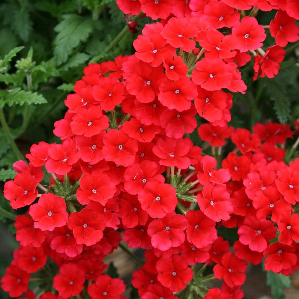 Verbena officinalis / crvena verbena