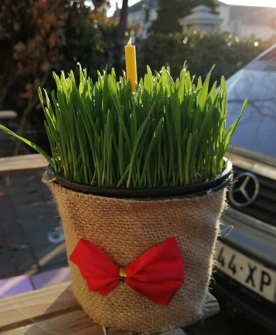 Ukrašeno božićno žito/ Božićna pšenica