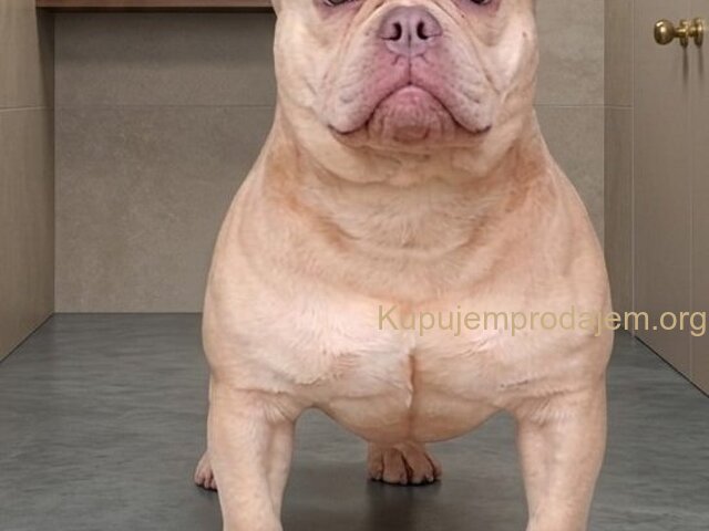 American Bully Ženka je stara 15 meseci