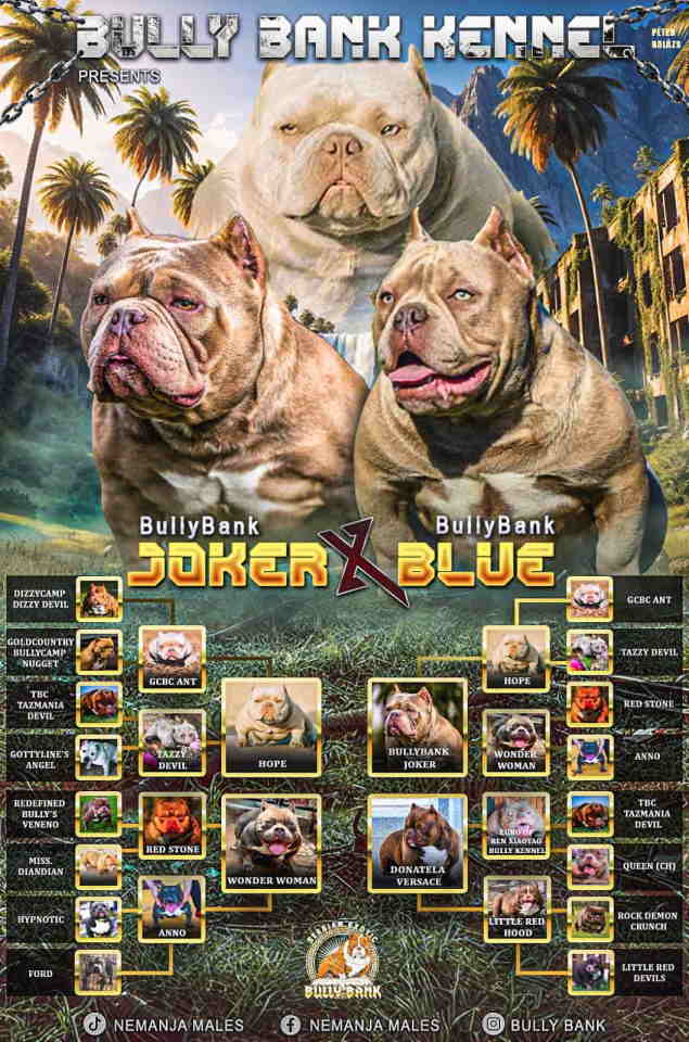 American Bully Ženka je stara 15 meseci