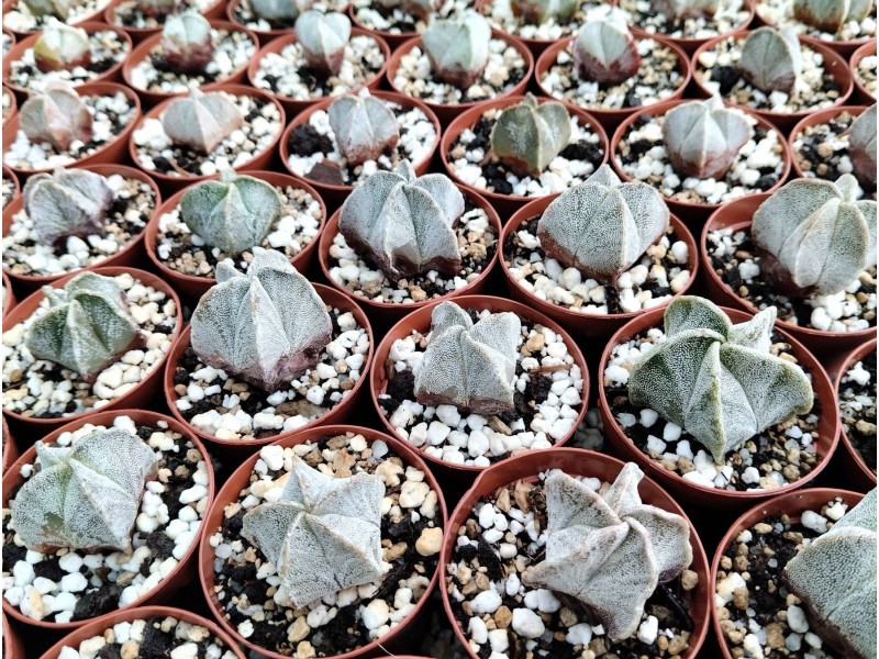 Astrophytum kaktus