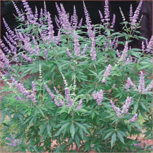 Vitex agnus- Drvo žalfija – P369