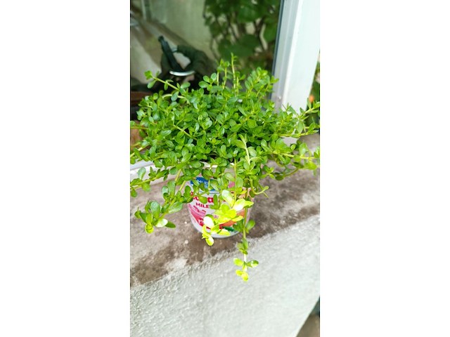 Brahmi - Bacopa monnieri